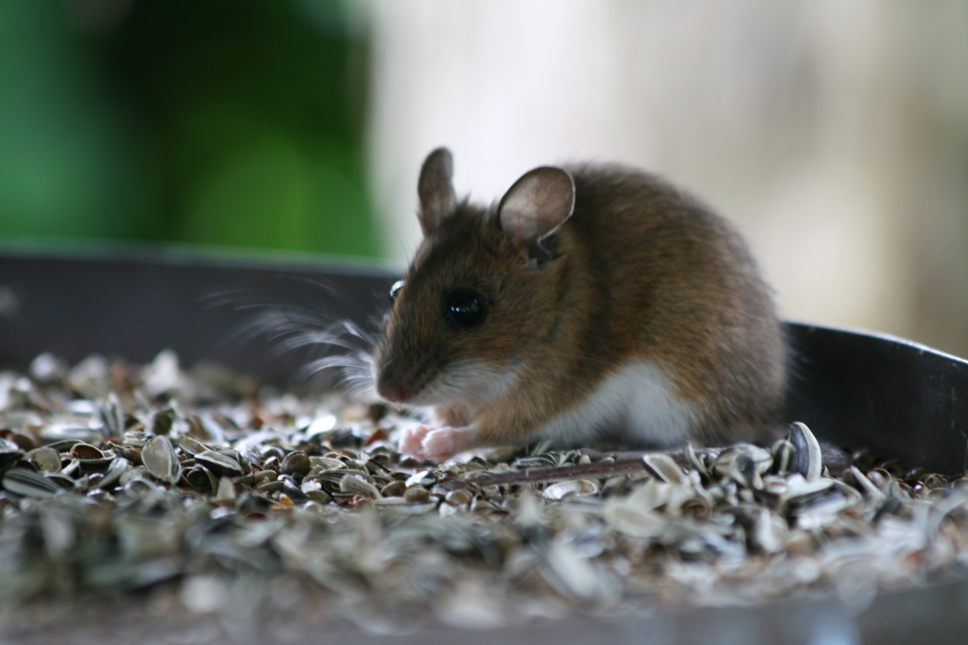 Mus på foderbrædtet – Den dovne have